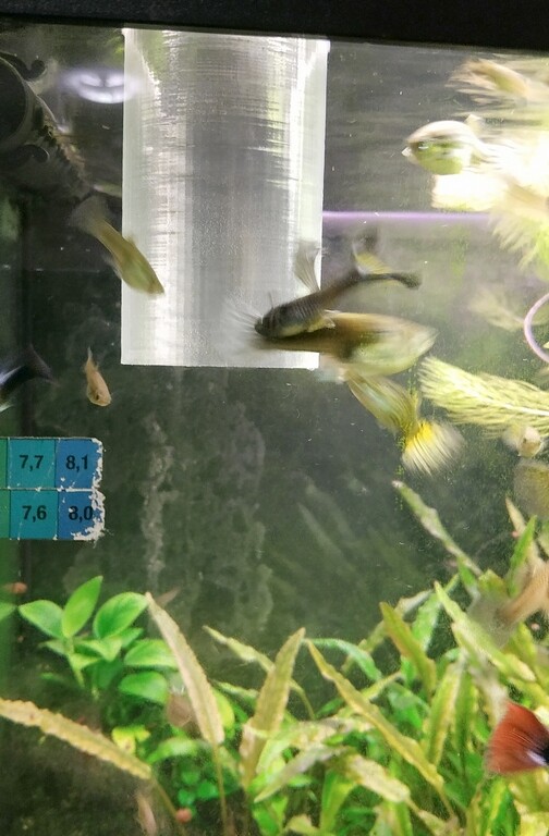 Съемная кормушка для замороженного и сухого корма в аквариум JUWEL RIO 125